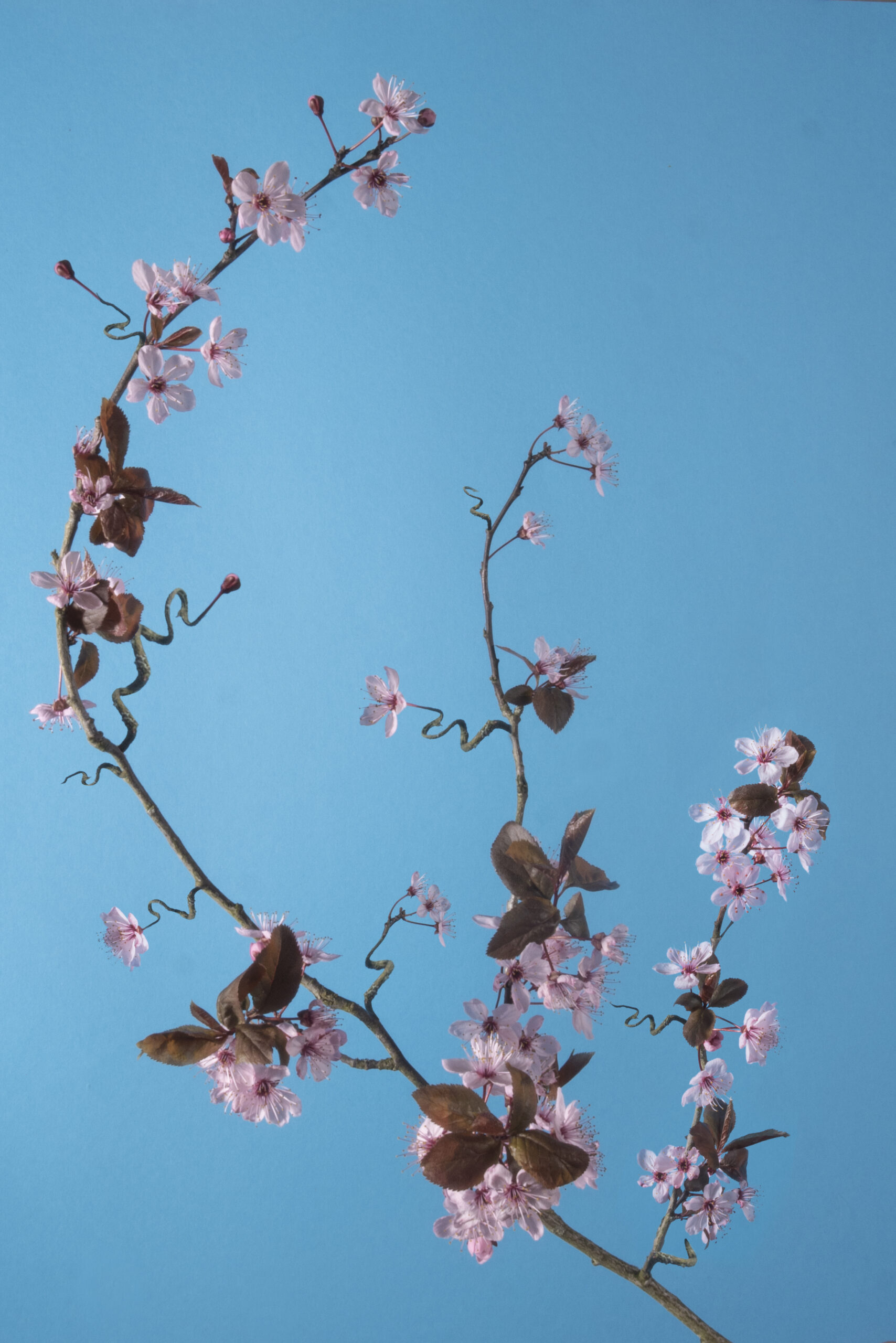 AiR - Caro Derkx & Mees Walter – Vincent van GoghHuis Zundert